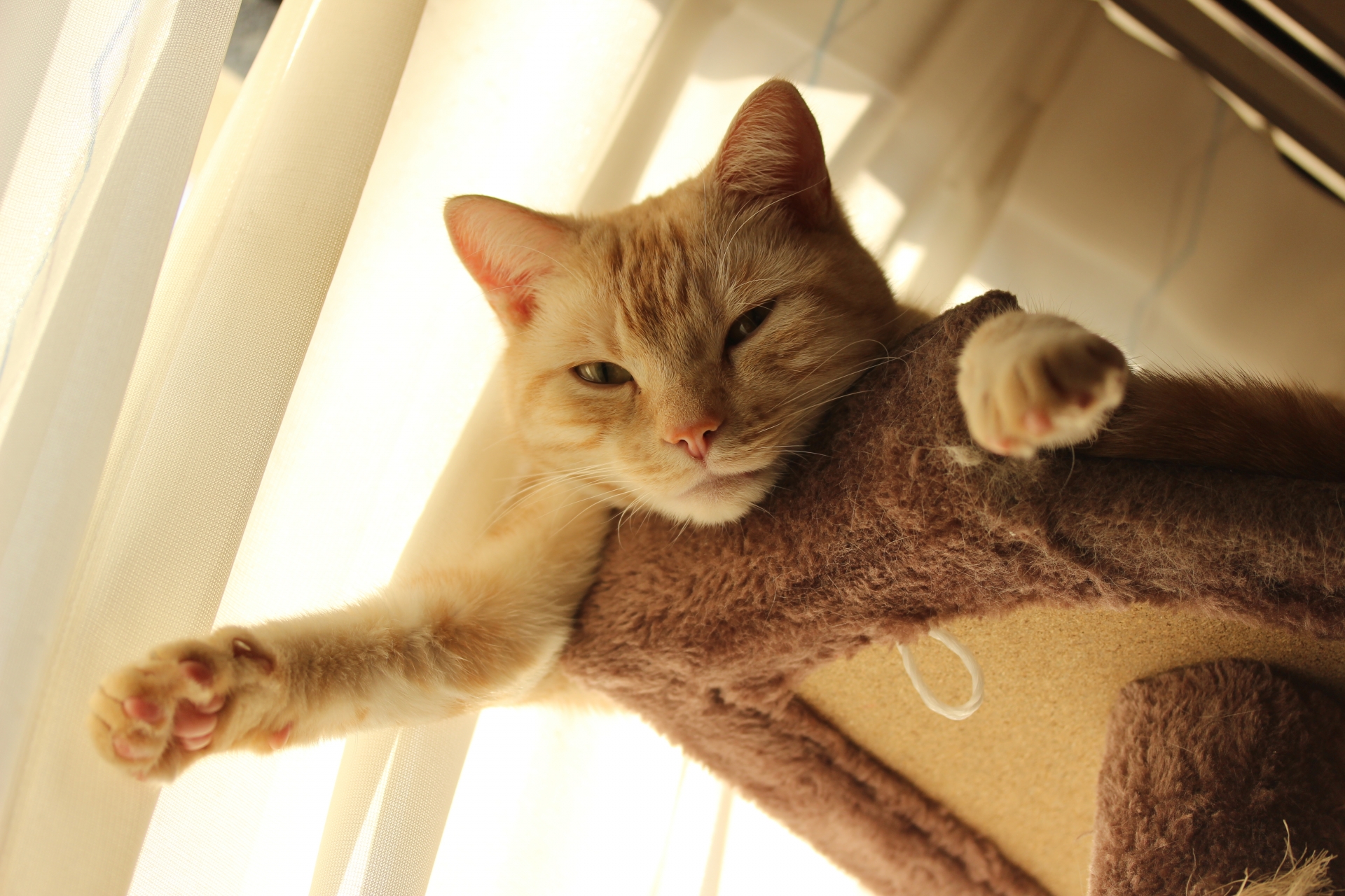 【猫と暮らす大阪】ペット可の物件って猫も大丈夫？条件など気になる情報を徹底解説！ - 【公式】敷金・礼金・仲介手数料無料のハイグレード賃貸信和シリーズ